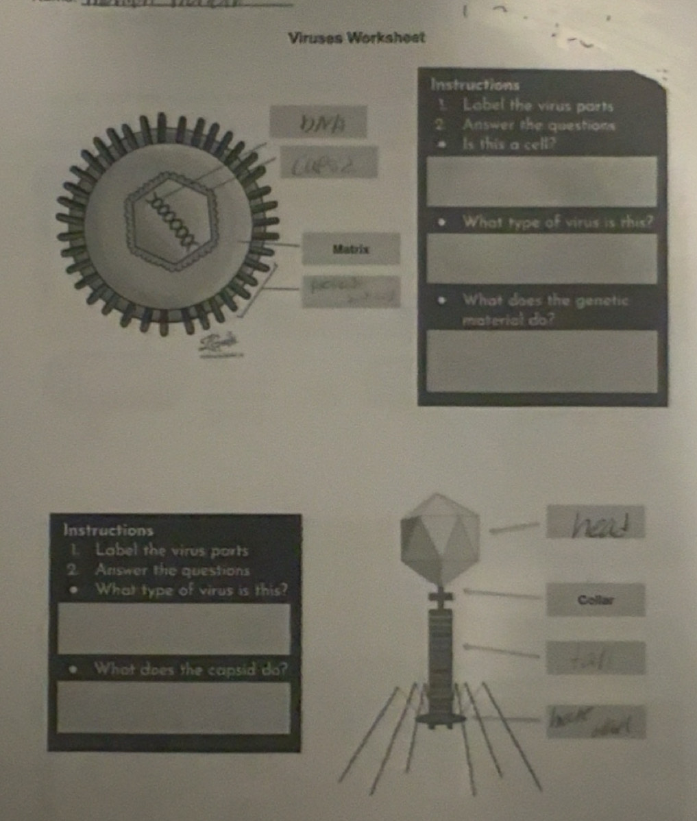 Solved: Viruses Worksheet Instructions Label the virus parts HNA Answer ...