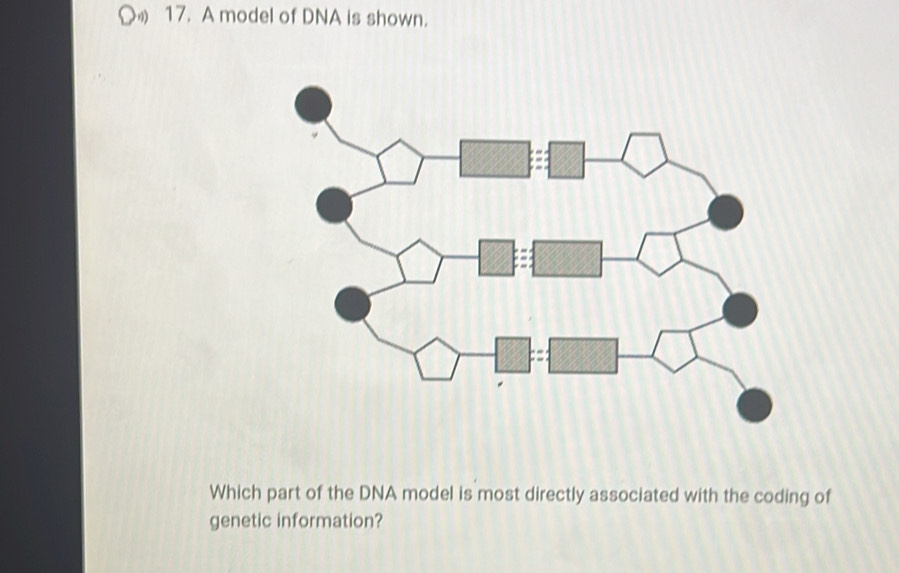 Solved: A model of DNA is shown. Which part of the DNA model is most ...