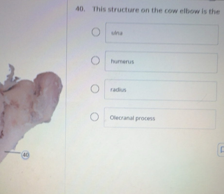 Solved: This structure on the cow elbow is the ulna humerus radius ...