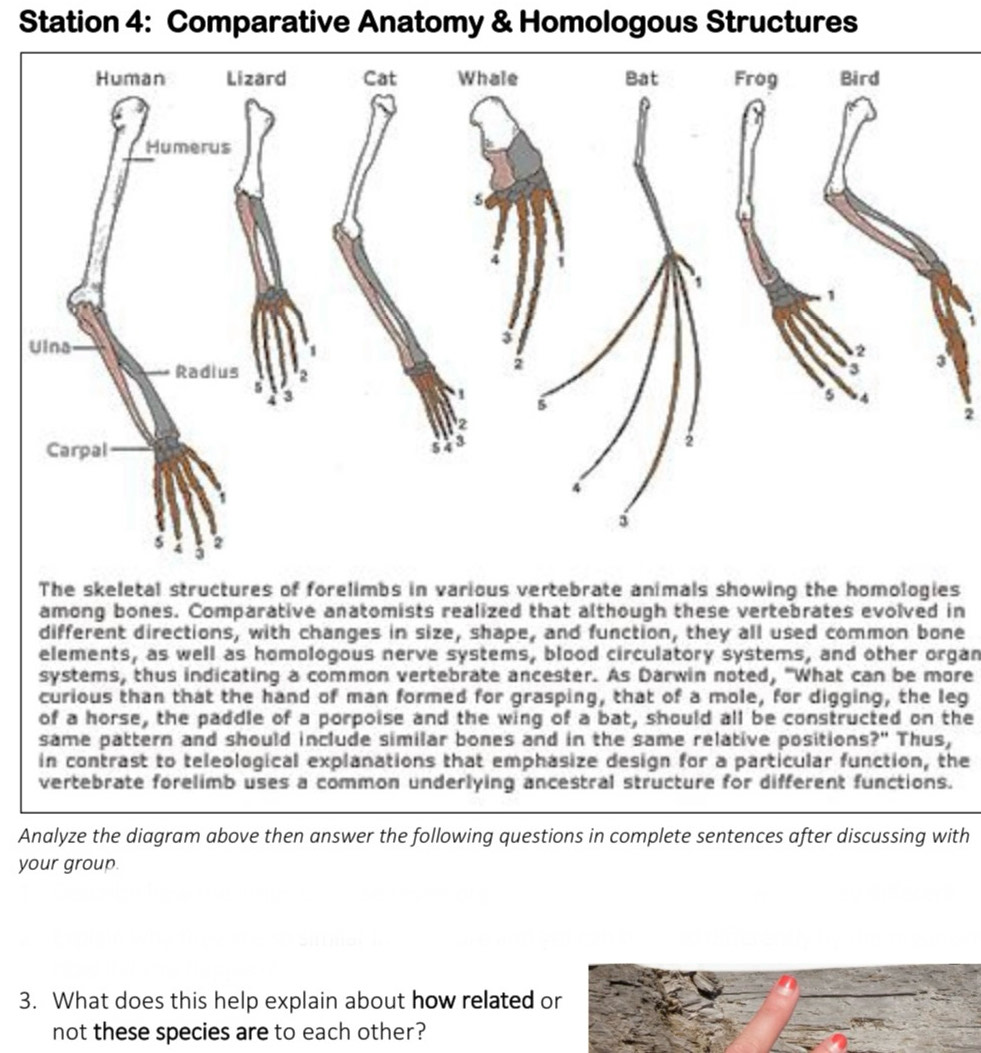 Solved: Station 4: Comparative Anatomy & Homologous Structures Cat ...