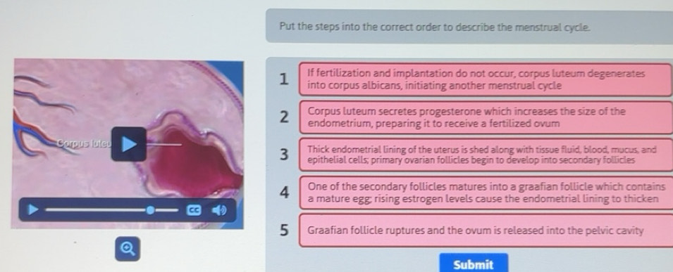 Solved: Put the steps into the correct order to describe the menstrual ...