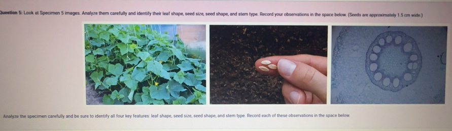 Solved: Look at Specimen 5 images. Analyze them carefully and identify ...