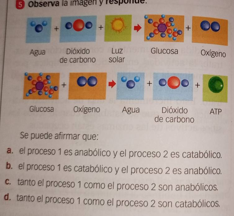 Resuelto:Observa la imagen y responue. Se puede afirmar que: a. el ...