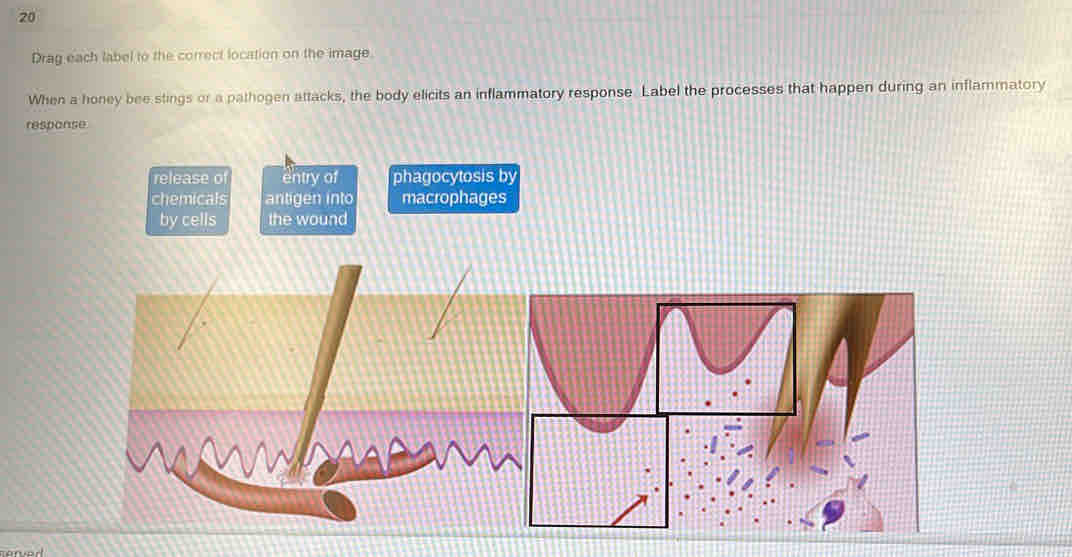 Solved: Drag each label to the correct location on the image. When a ...