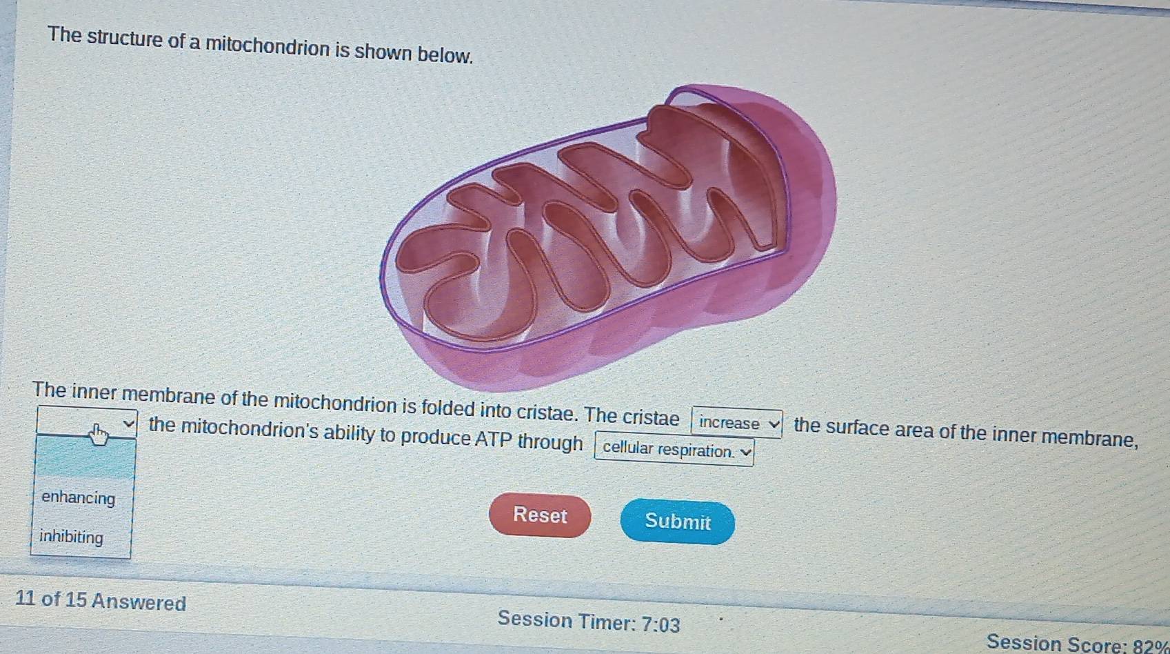 Solved: The structure of a mitochondrion is shown below. The inner ...
