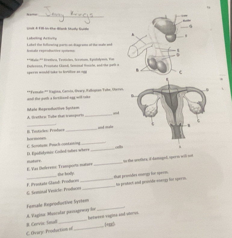 Résolu :Name:_ Unit 4 Fill-in-the-Blank Study Guide Labeling Activity ...
