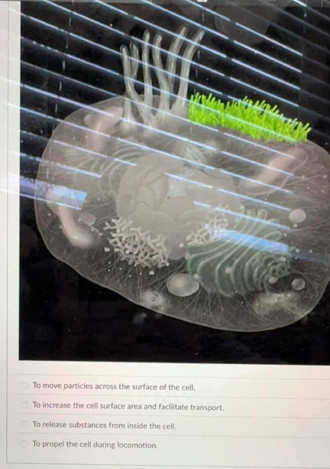 Solved: To increase the cell surface area and facilitate transport. To ...