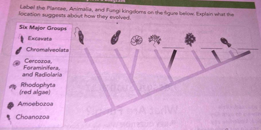 Solved: Label the Plantae, Animalia, and Fungi kingdoms on the figure ...