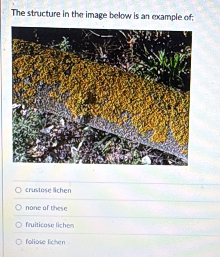Solved: The structure in the image below is an example of: crustose ...