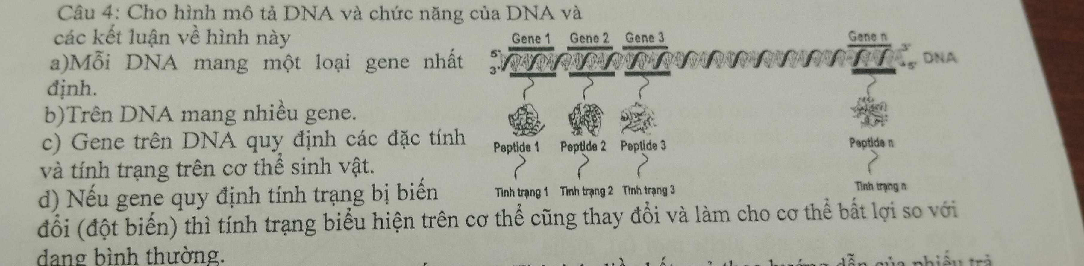 Giải quyết:Cho hình mô tả DNA và chức năng của DNA và các kết luận về ...