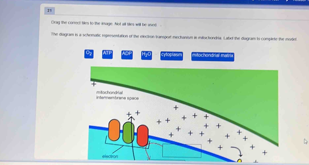 Solved: Drag the correct tiles to the image. Not all tiles will be used ...
