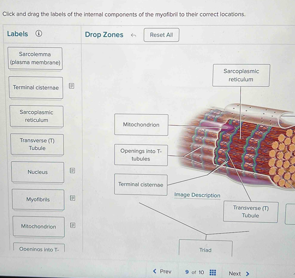 Solved: Click and drag the labels of the internal components of the myofibril to their correct ...