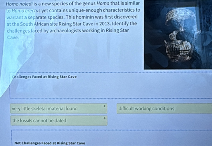 Solved: Homo naledi is a new species of the genus Homo that is similar ...