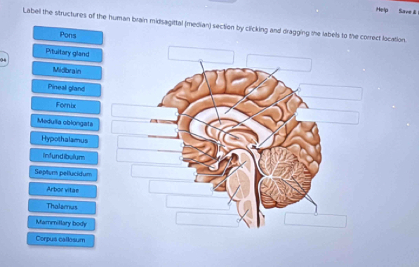 Solved: Help Save & Label the structures of the human brain midsagittal ...