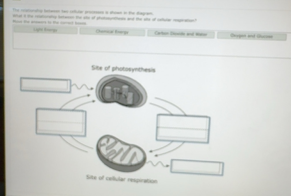 Solved: The relationship between two cellular processes is shown in the ...