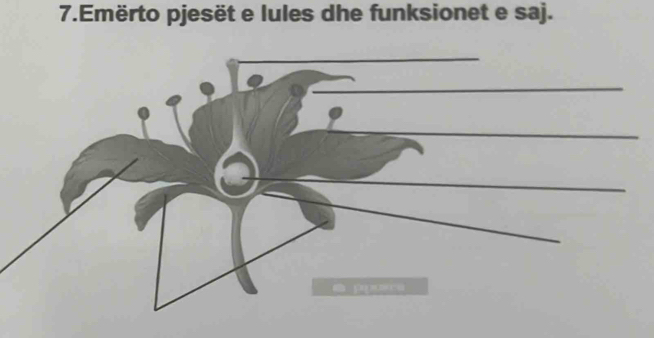 Solved: Emërto pjesët e lules dhe funksionet e saj. prpus [Others]