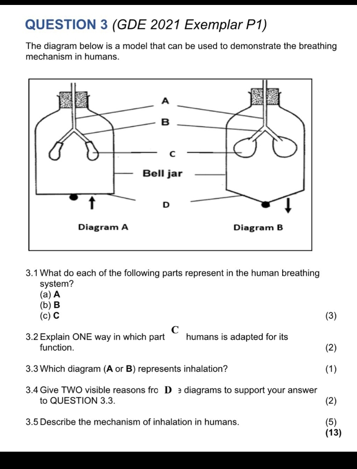 Solved: (GDE 2021 Exemplar P1) The diagram below is a model that can be ...