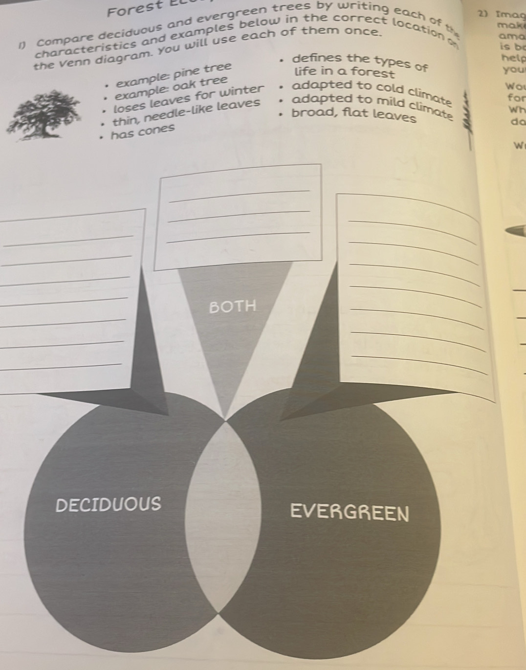 Solved: Forest EL 2) Imag 1) Compare deciduous and evergreen trees by ...