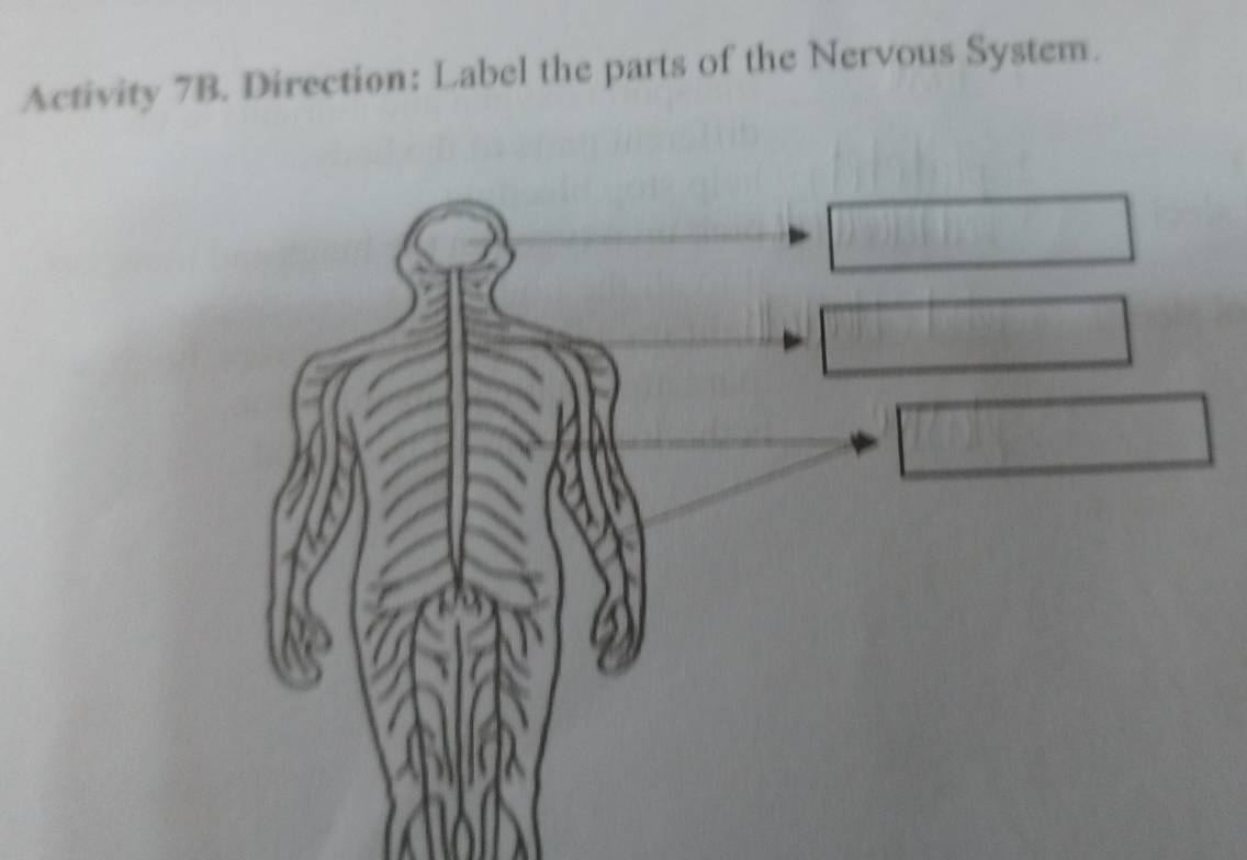 Solved: Activity 7B. Direction: Label the parts of the Nervous System ...