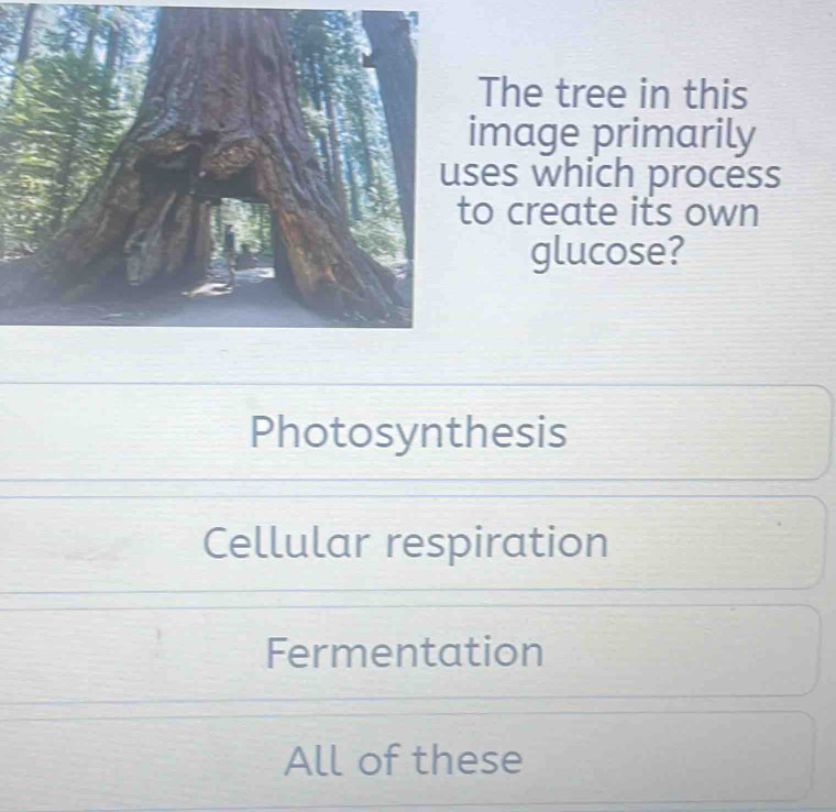Solved: The tree in this image primarily uses which process to create ...
