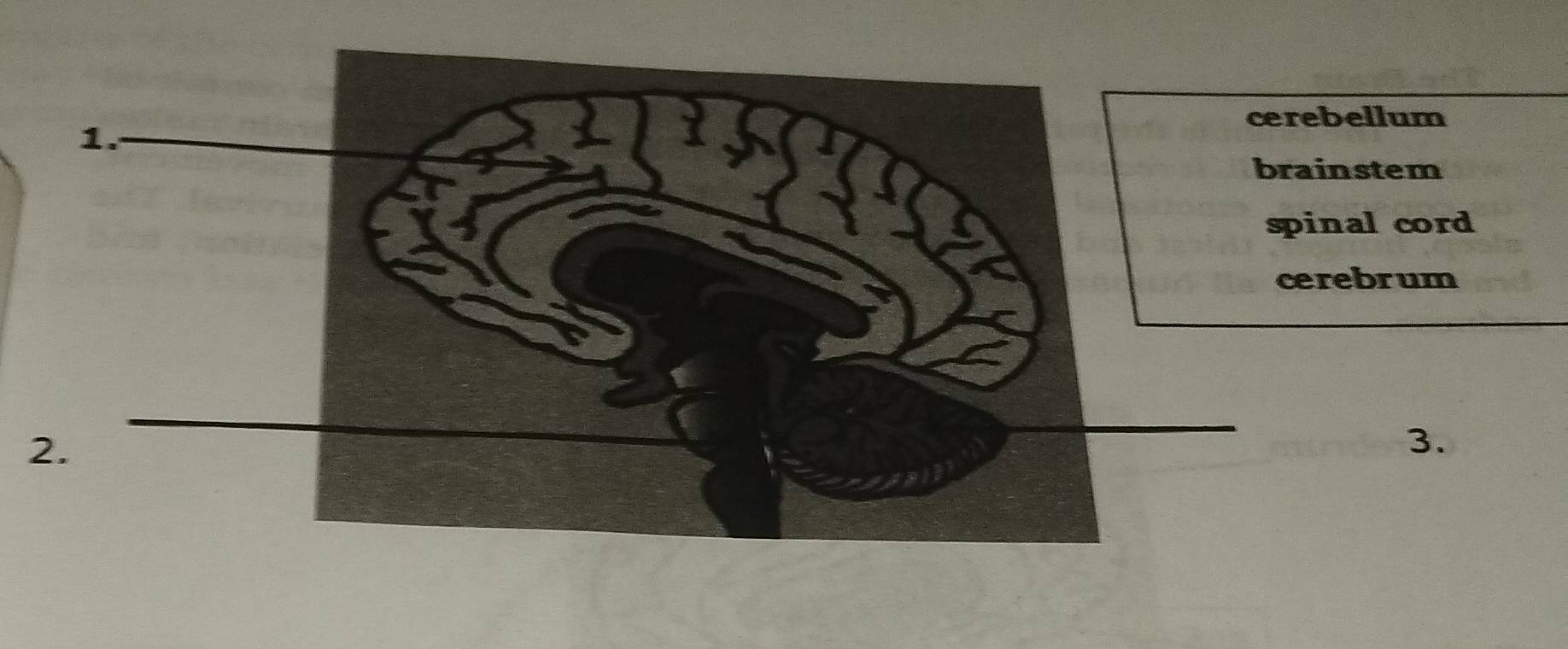 Solved: cerebellum brainstem spinal cord cerebrum 3. [Biology]