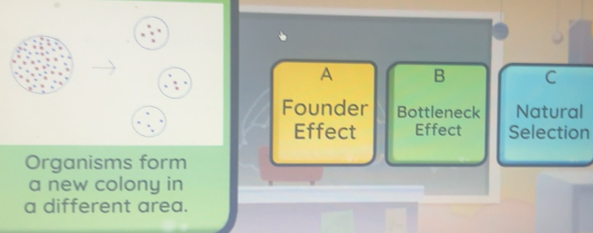 Solved: A B C Founder Bottleneck Natural Effect Effect Selection ...
