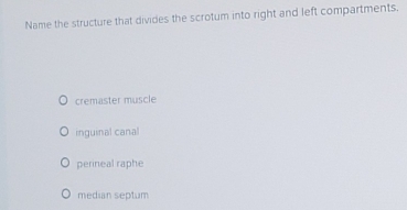 Solved: Name the structure that divides the scrotum into right and left ...