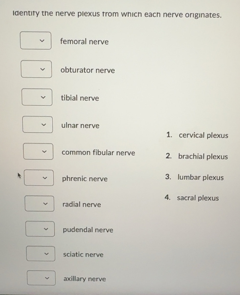 Solved: identify the nerve plexus from which each nerve originates ...