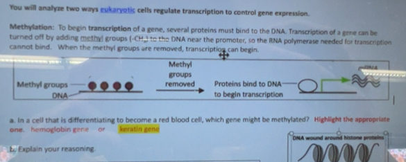Gelöst:You will analyze two ways eukaryotic cells regulate ...