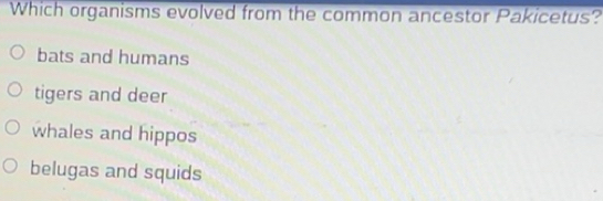Solved: Which organisms evolved from the common ancestor Pakicetus ...