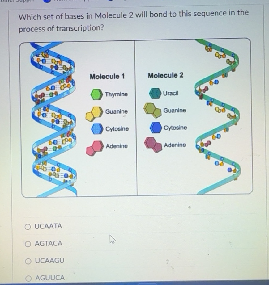 Solved: Which set of bases in Molecule 2 will bond to this sequence in ...