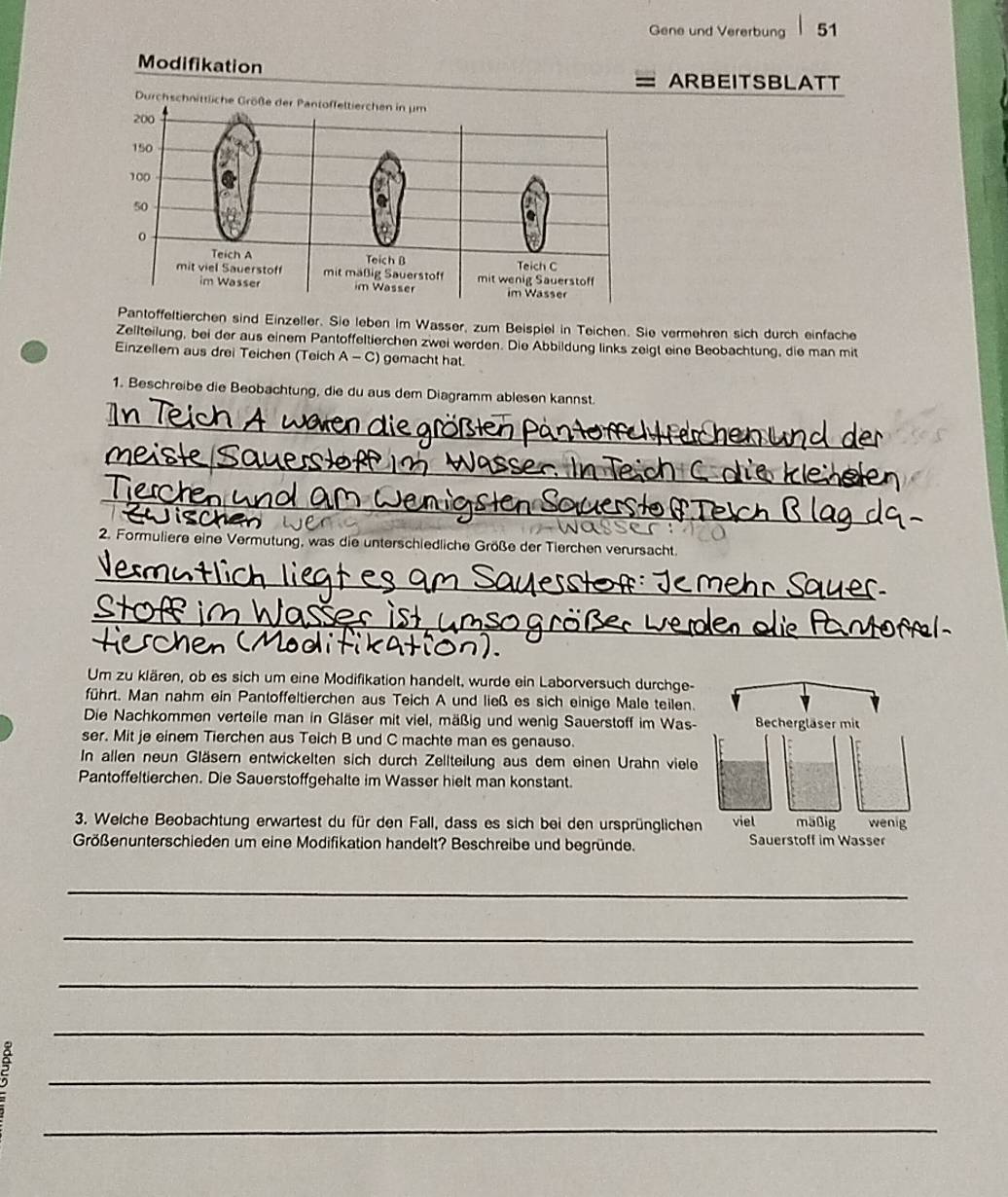 Gelöst:Gene und Vererbung l 51 Modifikation ARBEITSBLATT ...