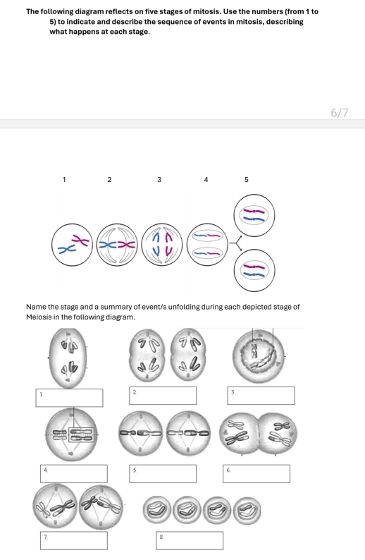 Solved: The following diagram reflects on five stages of mitosis. Use ...