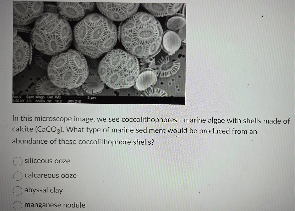 Solved: In this microscope image, we see coccolithophores - marine ...