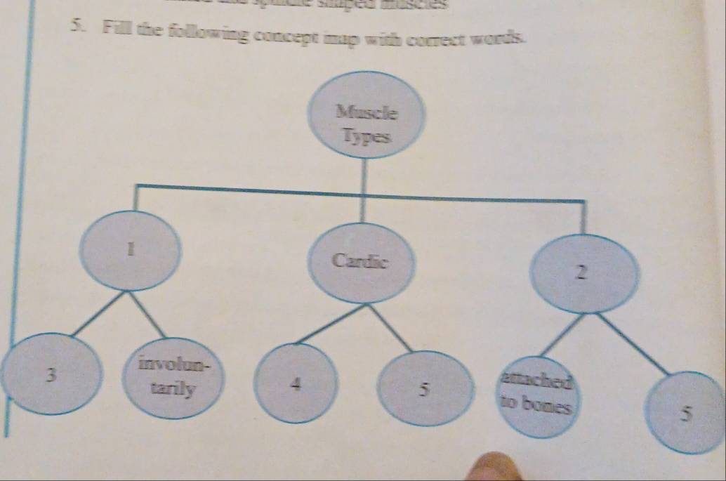 Gelöst:meie saíçéo múscies 5. Fill the following concept map with ...