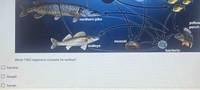 Solved: yellow perch Which TWO organisms compete for walleye? bacteria ...