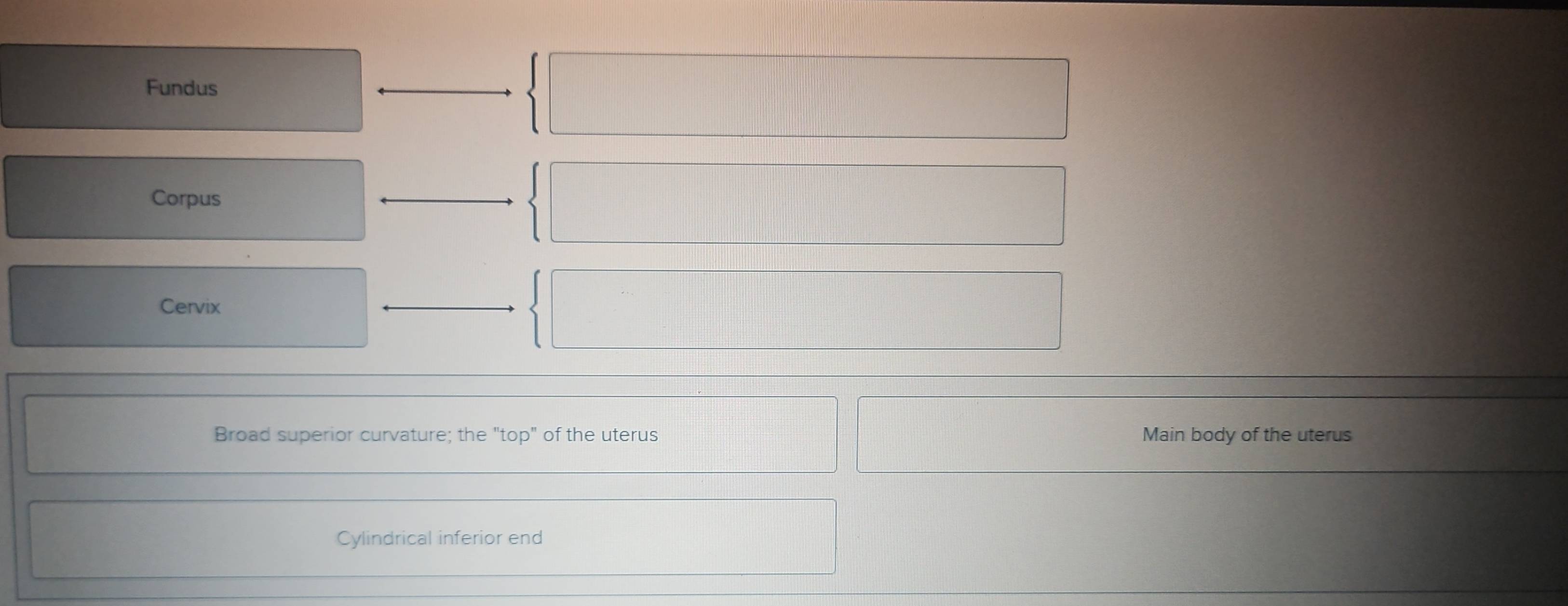 Solved: Fundus Corpus Cervix Broad superior curvature; the "top" of the ...