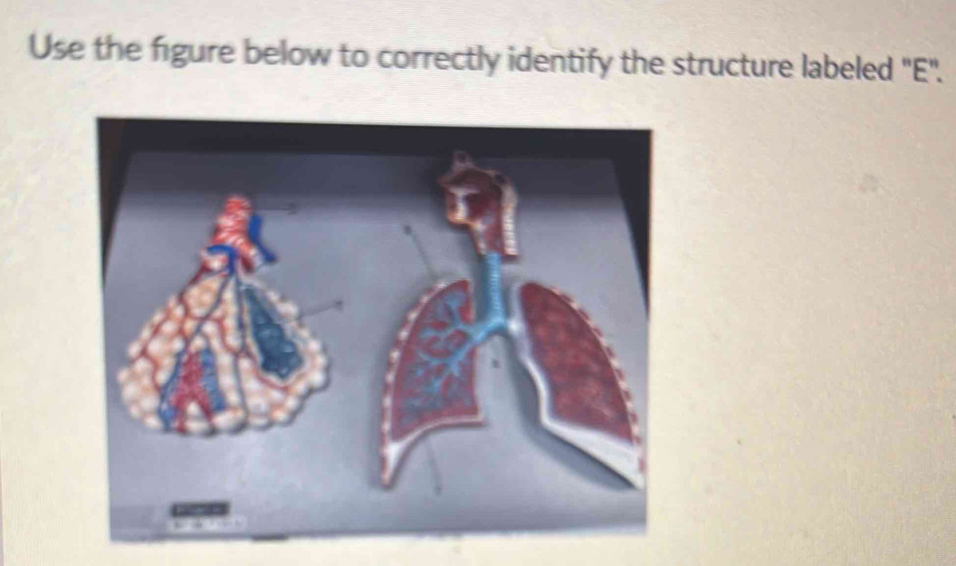 Solved: Use the figure below to correctly identify the structure ...