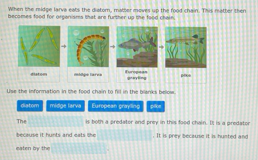 Solved: When the midge larva eats the diatom, matter moves up the food ...