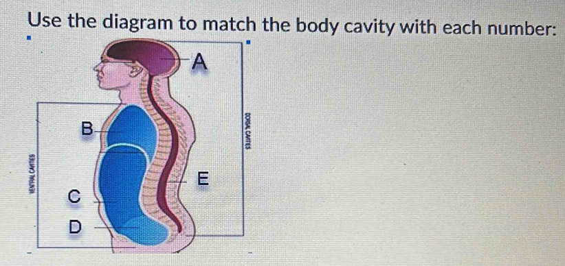Solved: Use the diagram to match the body cavity with each number ...