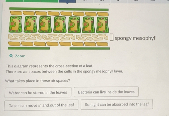 Solved: 、 - DD D ] spongy mesophyll Zoom This diagram represents the ...