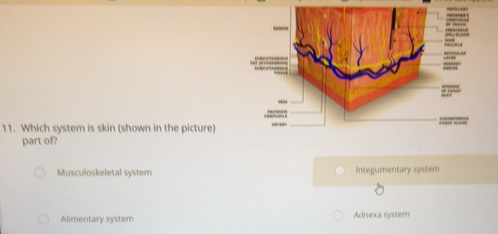 Solved: Which system is skin (shown in the picture) part of ...