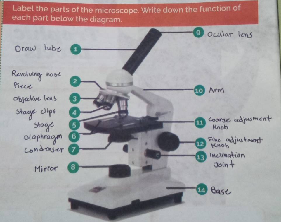 Solved: Label the parts of the microscope. Write down the function of ...