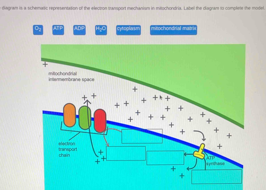 Solved: diagram is a schematic representation of the electron transport ...