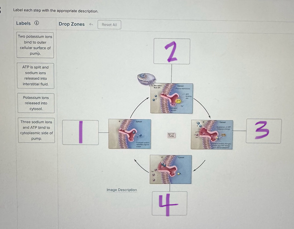 Solved: Label each step with the appropriate description. Labels ① Drop ...