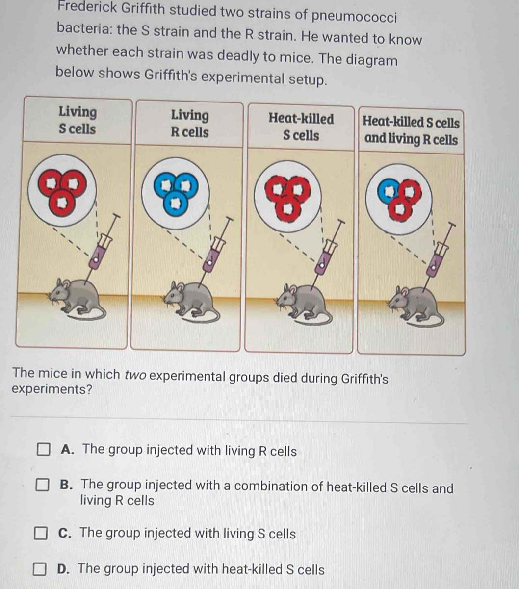 Solved: Frederick Griffith studied two strains of pneumococci bacteria ...