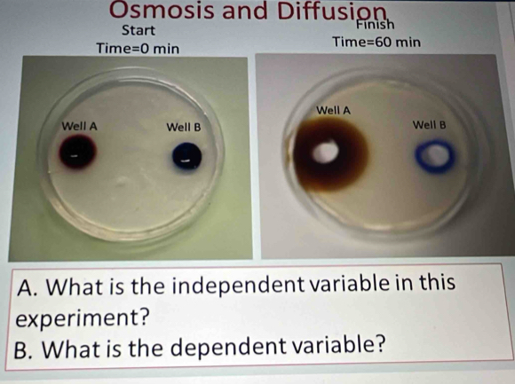 Solved: Osmosis and Diffusion Start Finish Time =60min A. What is the ...