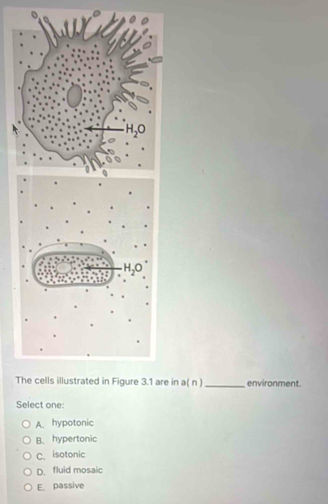 Solved: The cells illustrated in Figure 3.1 are in a( n )_ environment ...