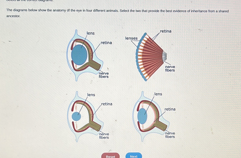 Solved: The diagrams below show the anatomy of the eye in four ...