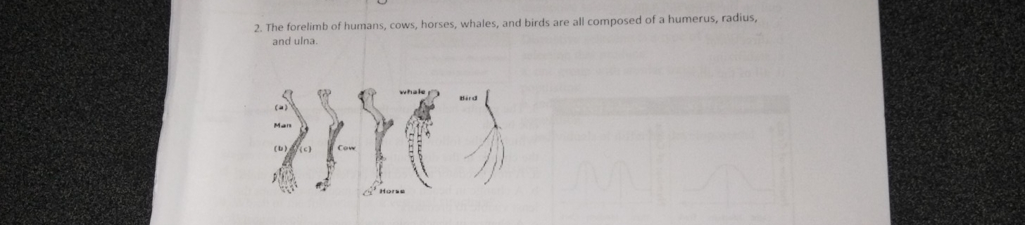 Solved: The forelimb of humans, cows, horses, whales, and birds are all ...